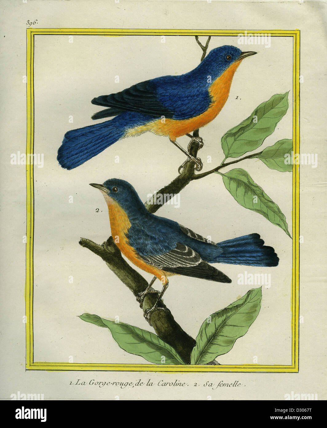 American Robin and the female Stock Photo - Alamy