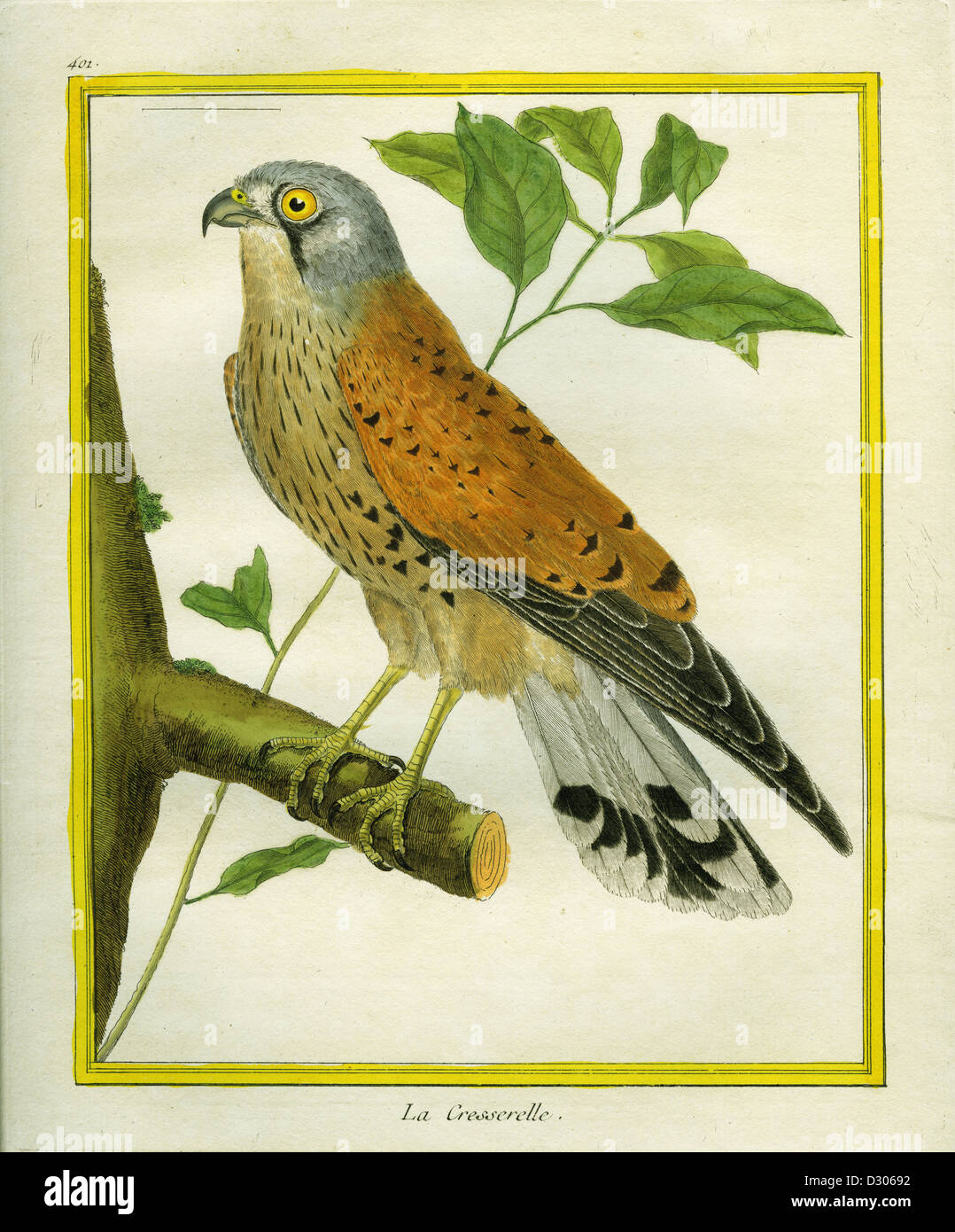 Kestrel picture hi-res stock photography and images - Alamy