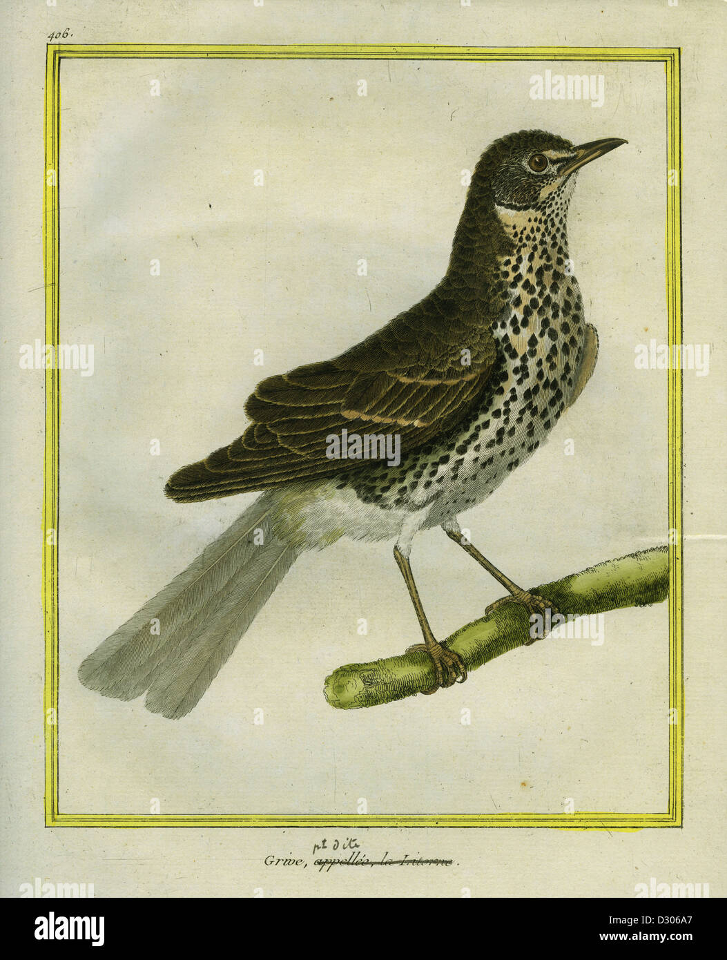 1770 1783 fieldfare hi-res stock photography and images - Alamy