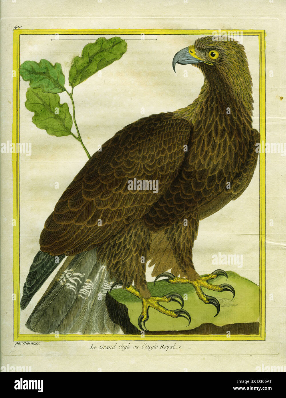 The Great Eagle or the Golden Eagle Stock Photo - Alamy