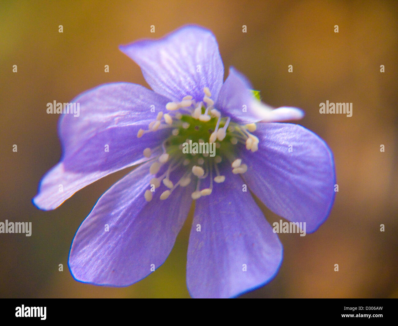 Anemone small purple flowers hi-res stock photography and images - Alamy