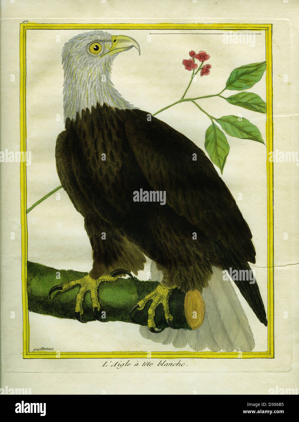 1770 1783 bald eagle hi-res stock photography and images - Alamy