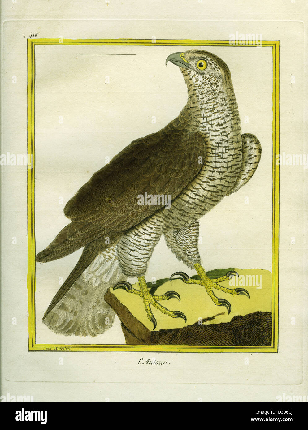 Goshawk painting hi-res stock photography and images - Alamy