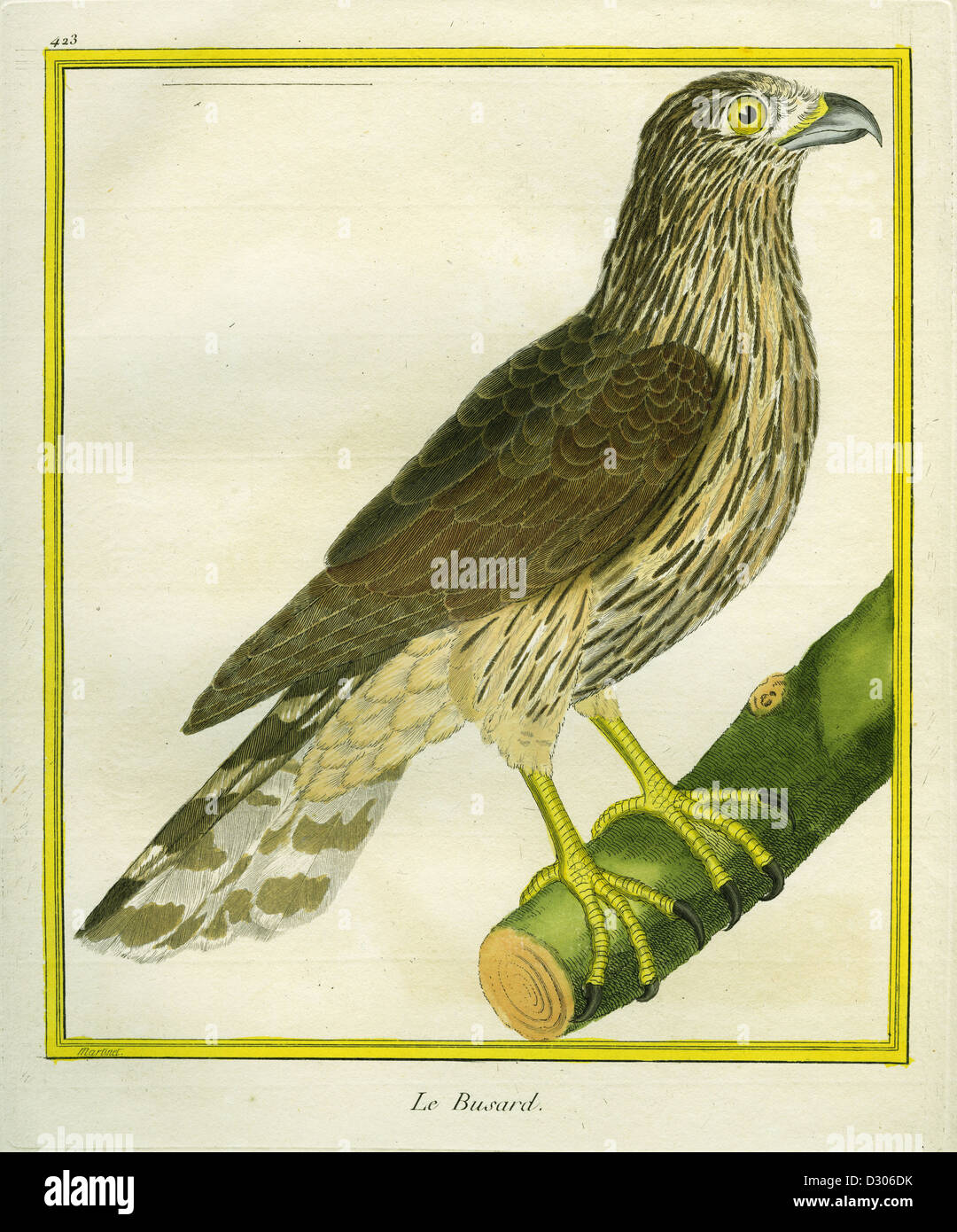 1770 1783 harrier hi-res stock photography and images - Alamy