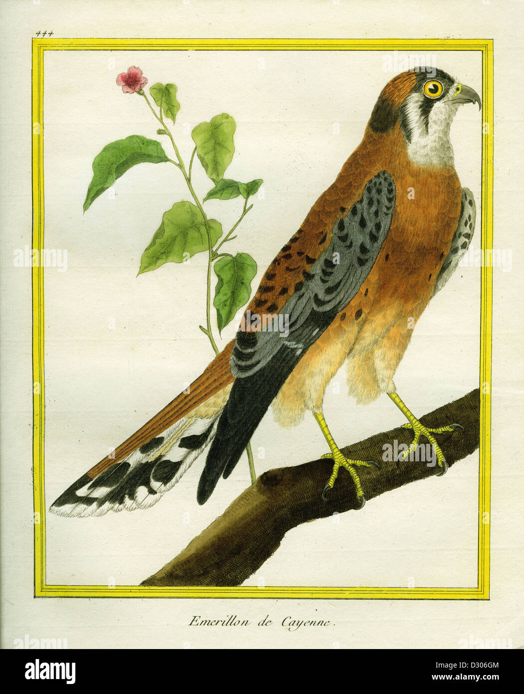 Taiga birds hi-res stock photography and images - Alamy