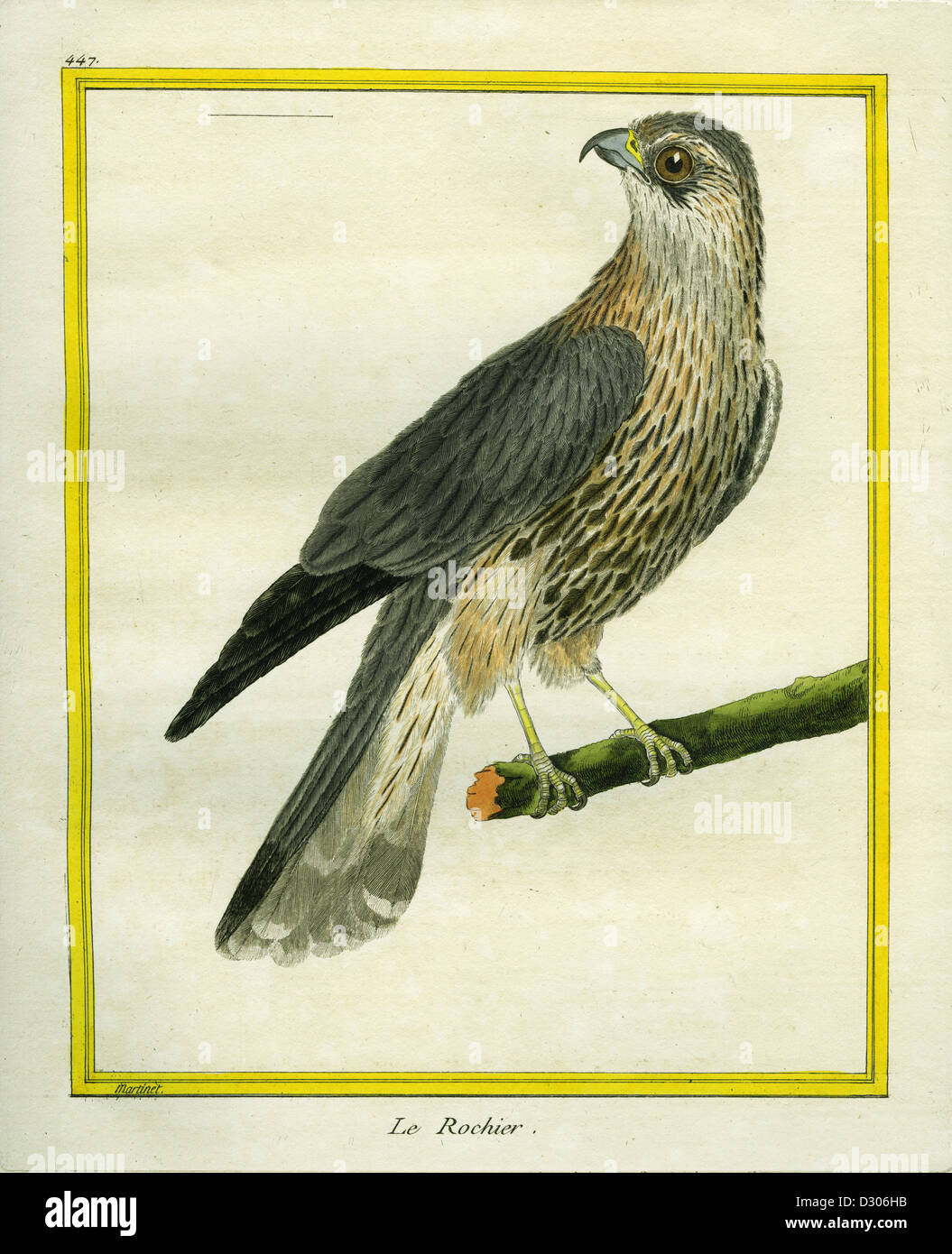 Copper coloured plumage hi-res stock photography and images - Alamy