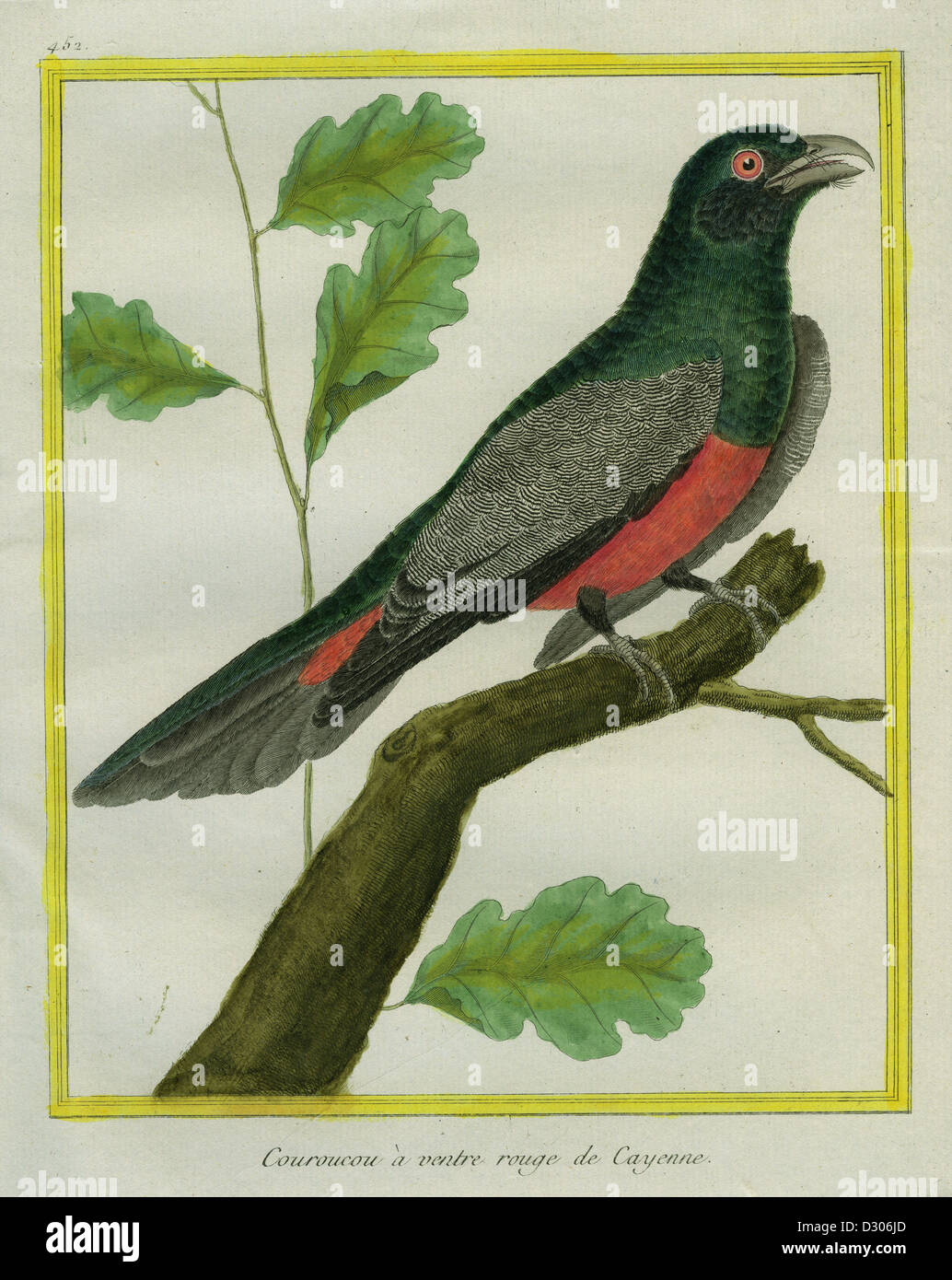 Coppery tailed trogon hi-res stock photography and images - Alamy