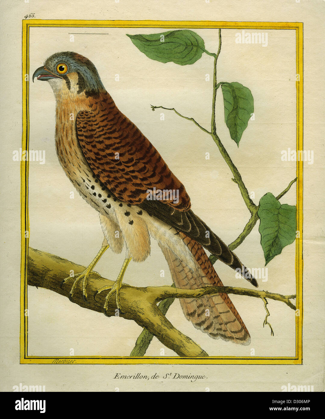 Taiga birds hi-res stock photography and images - Alamy