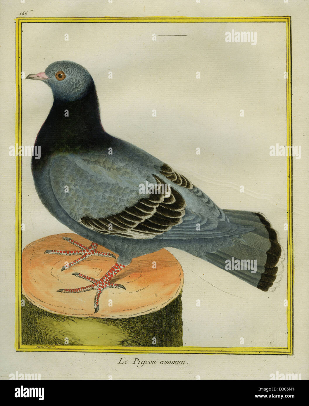 1770 1783 common pigeon hi-res stock photography and images - Alamy