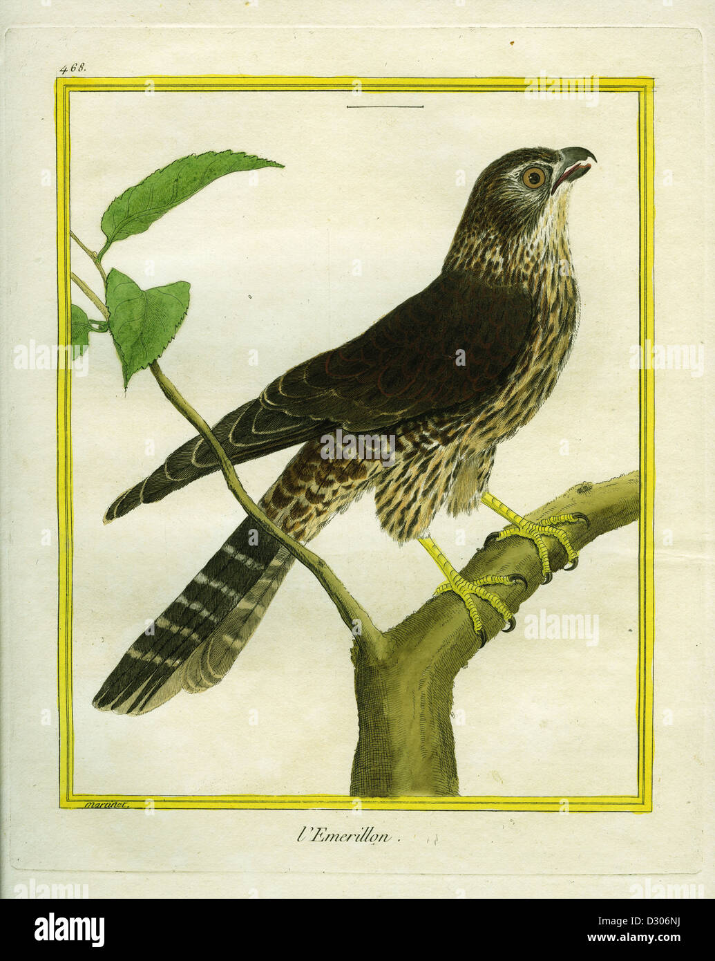 Copper coloured plumage hi-res stock photography and images - Alamy