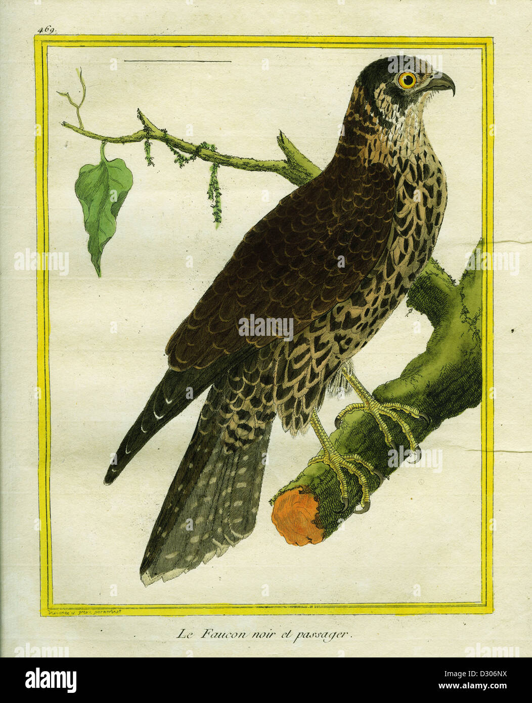 George and falcon hi-res stock photography and images - Alamy