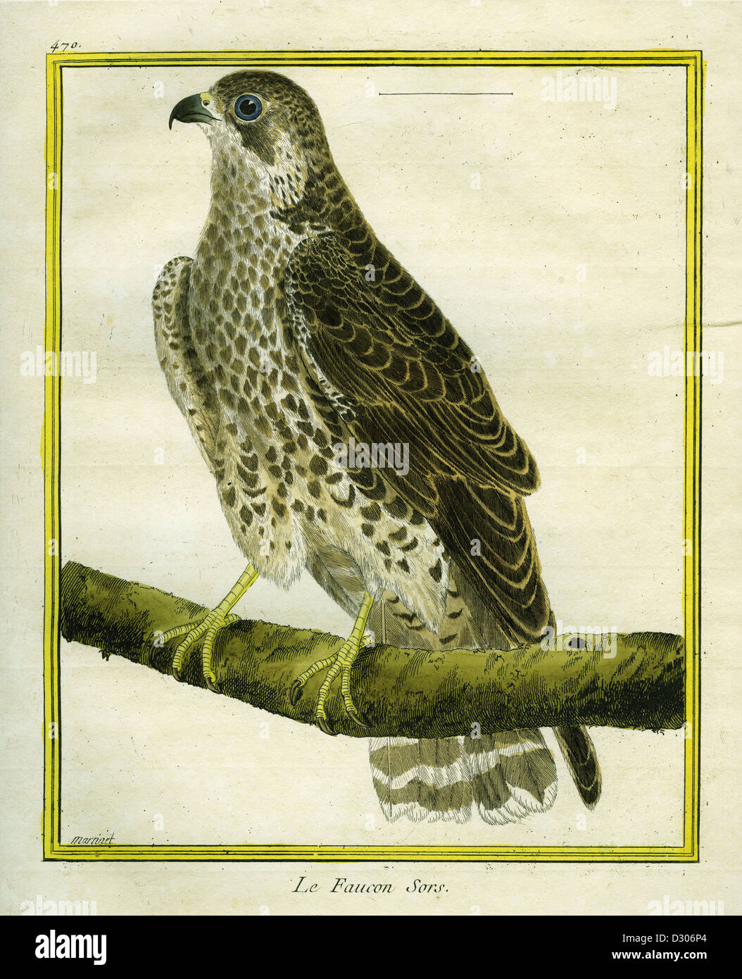 George and falcon hi-res stock photography and images - Alamy