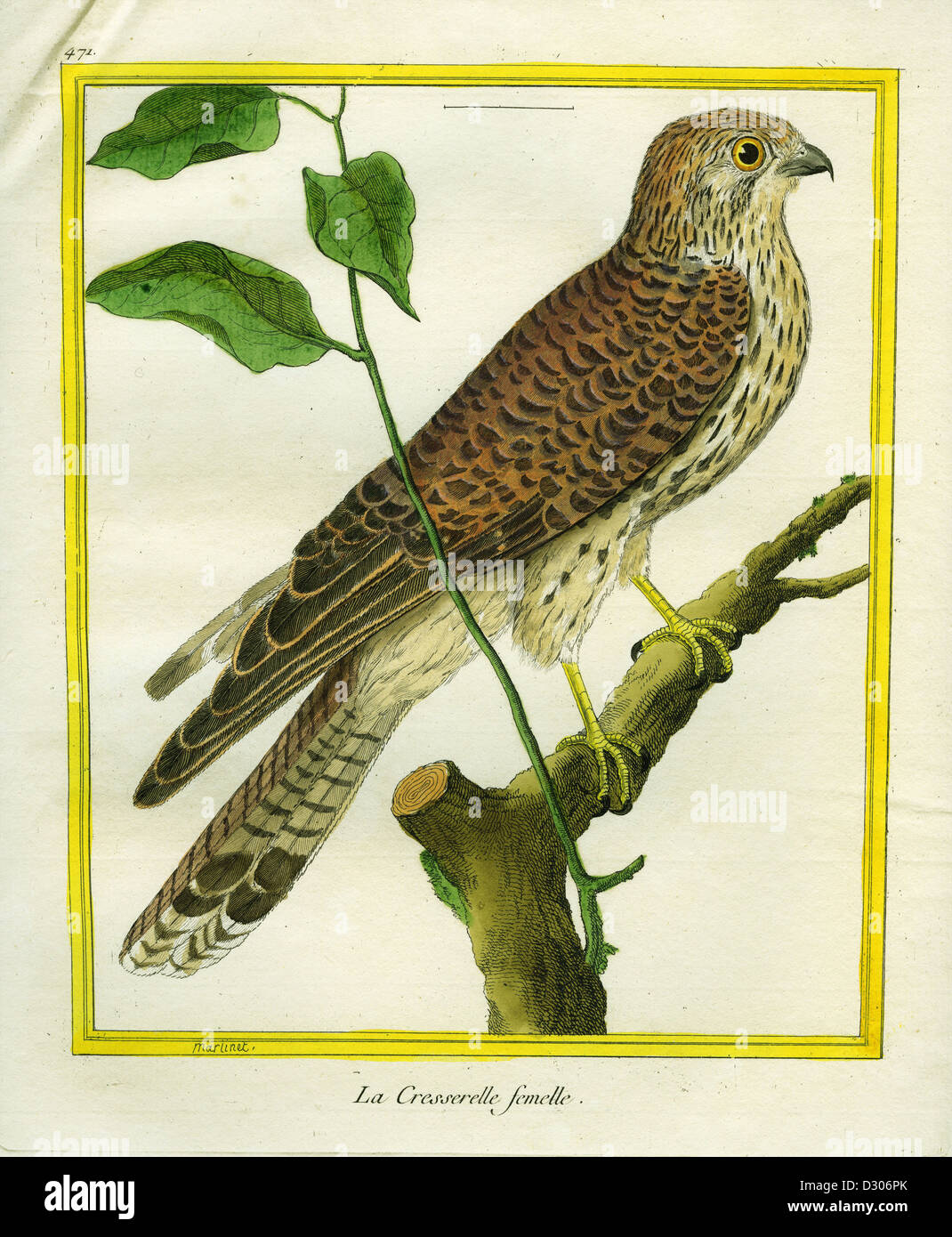 Kestrel picture hi-res stock photography and images - Alamy