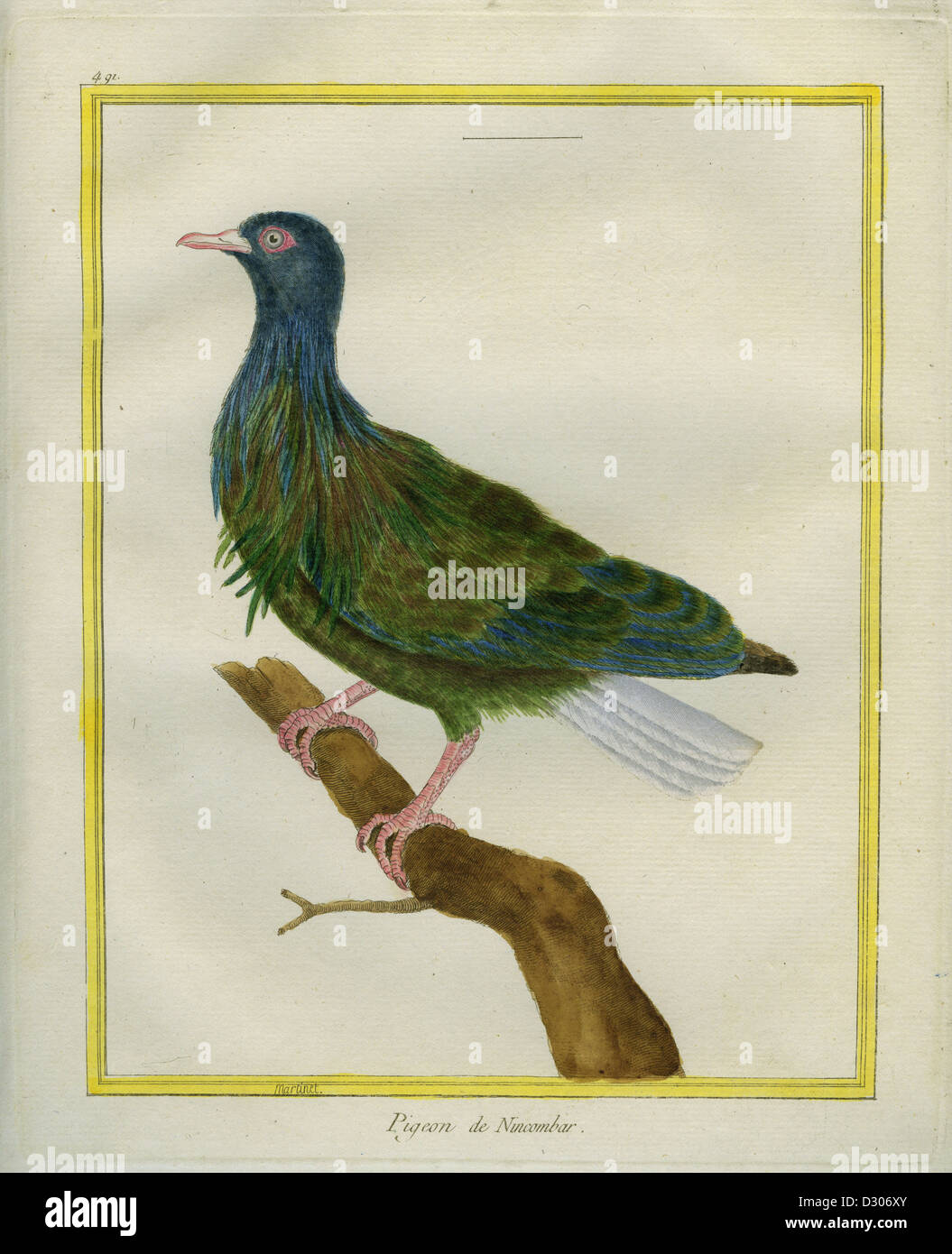 Copper pigeon hi-res stock photography and images - Alamy