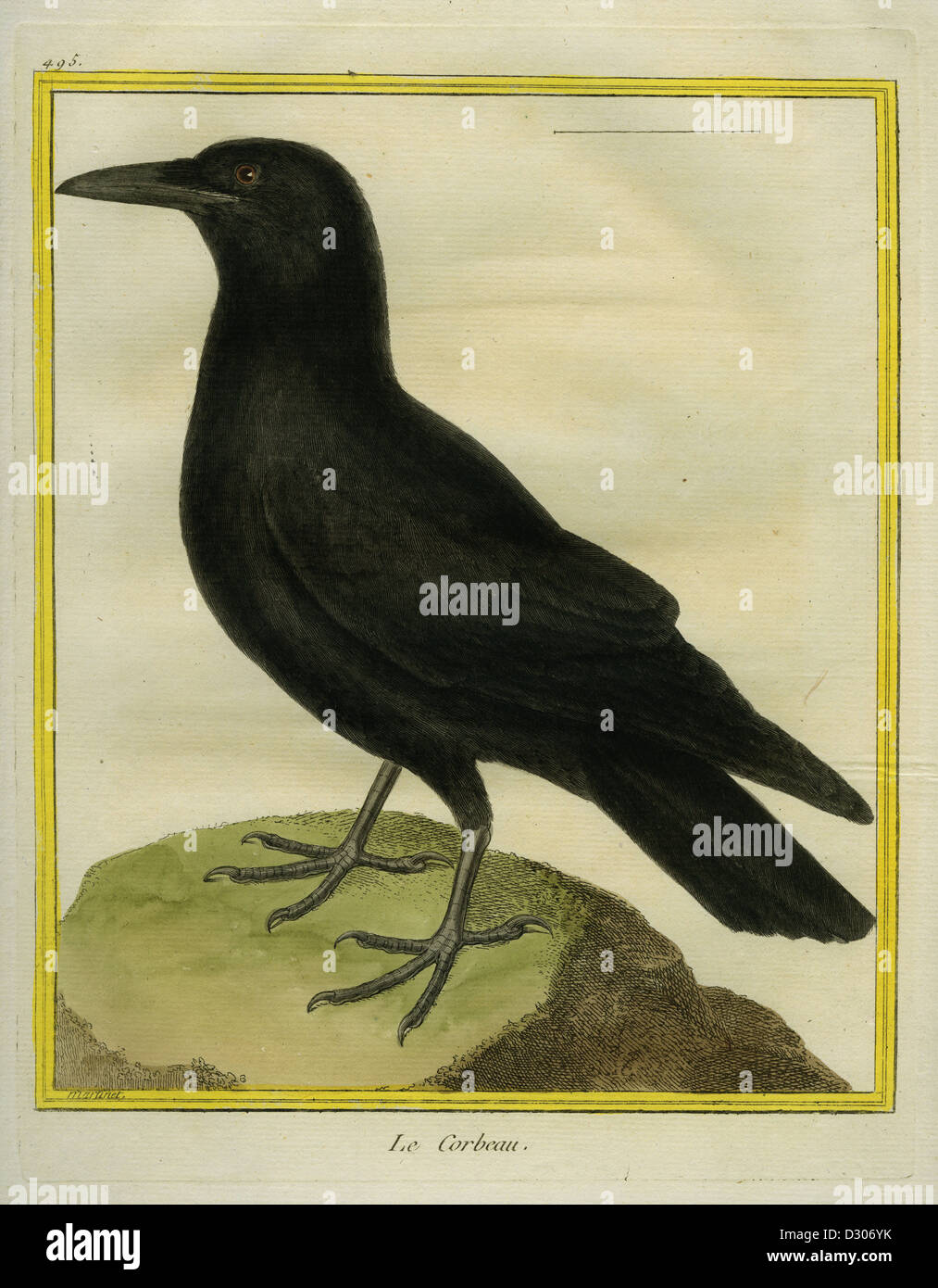 1770 1783 common raven hi-res stock photography and images - Alamy