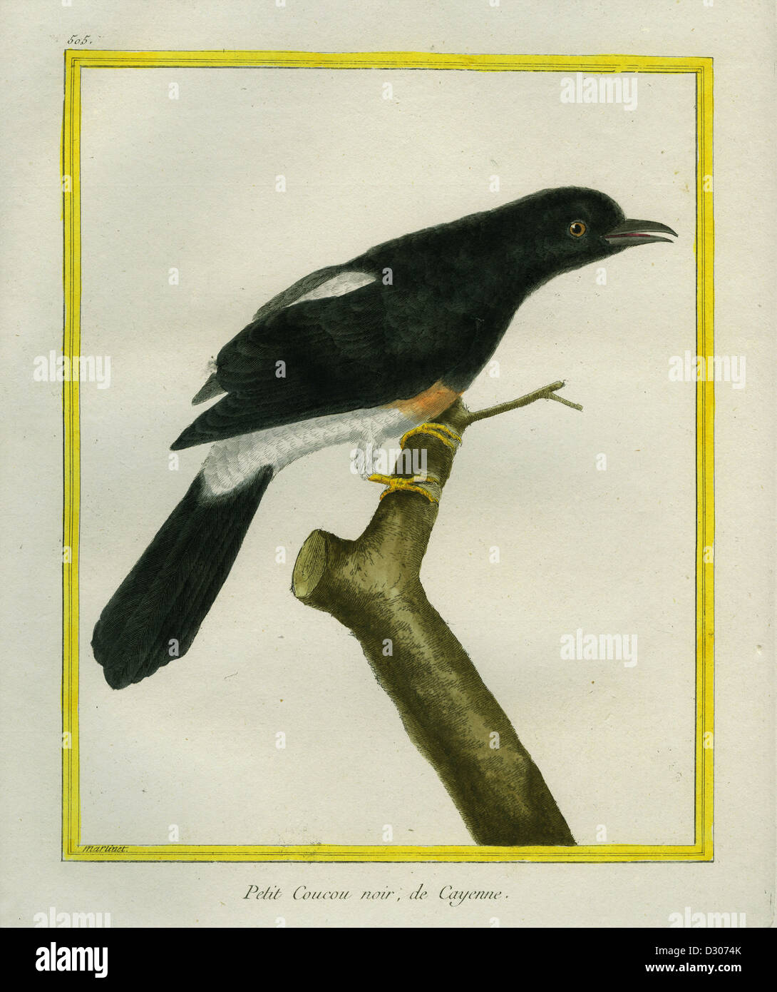 Pied cuckoo clamator jacobinus hi-res stock photography and images - Alamy