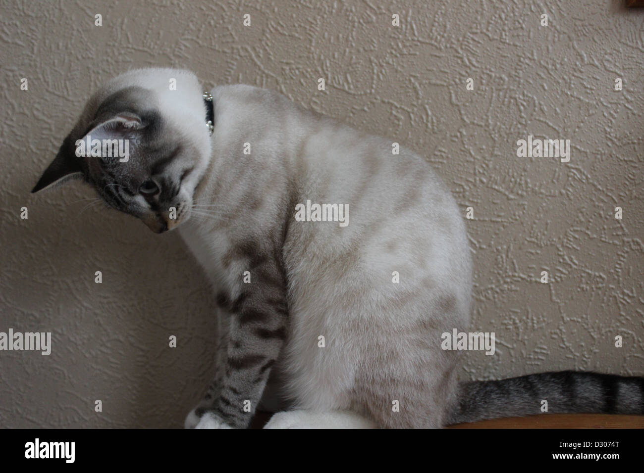 Picture of young cat looking down Stock Photo - Alamy