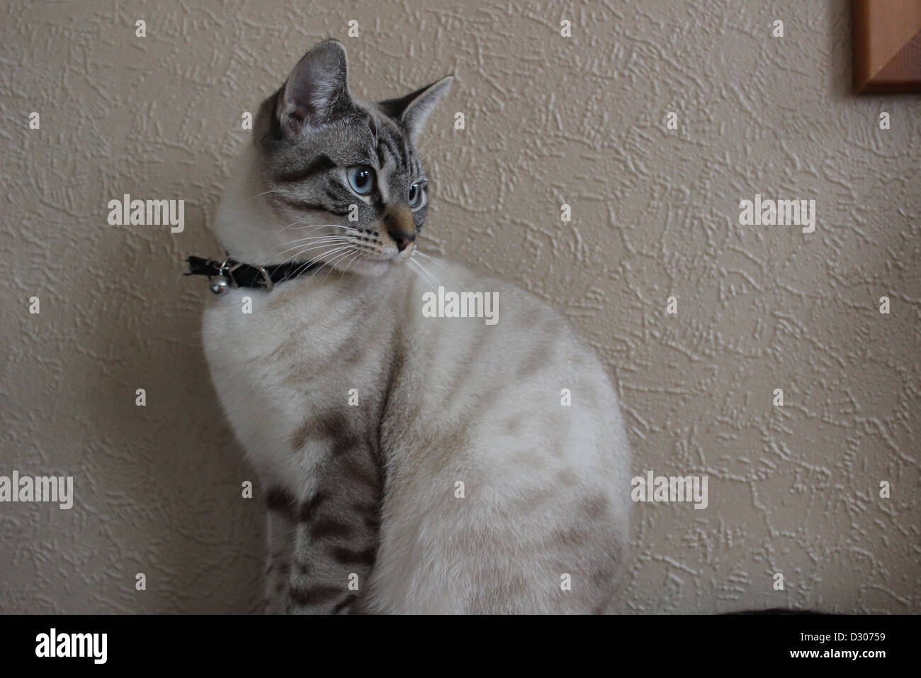 Cute cats posing hi-res stock photography and images - Alamy