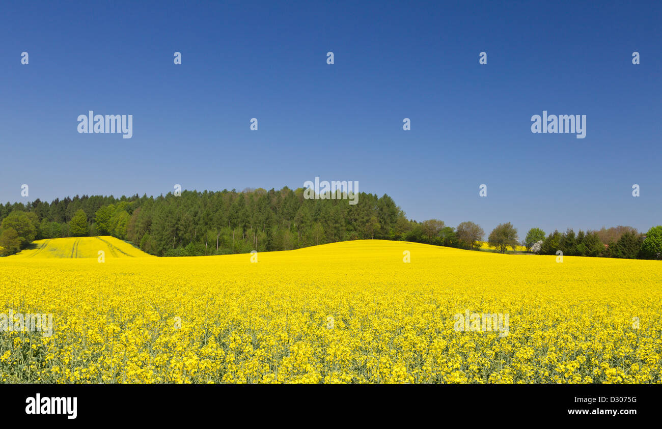 rapeseed field summer farmland Stock Photo - Alamy