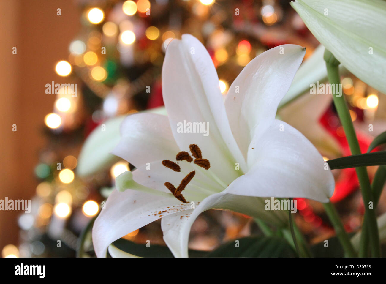 Picture of a white lilly Stock Photo - Alamy