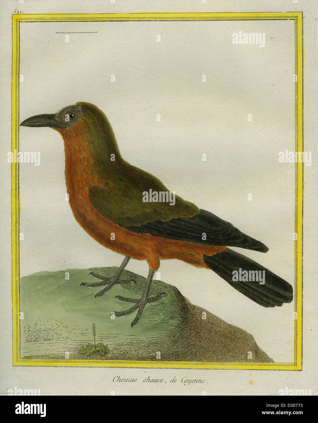 Perissocephalus tricolor hi-res stock photography and images - Alamy