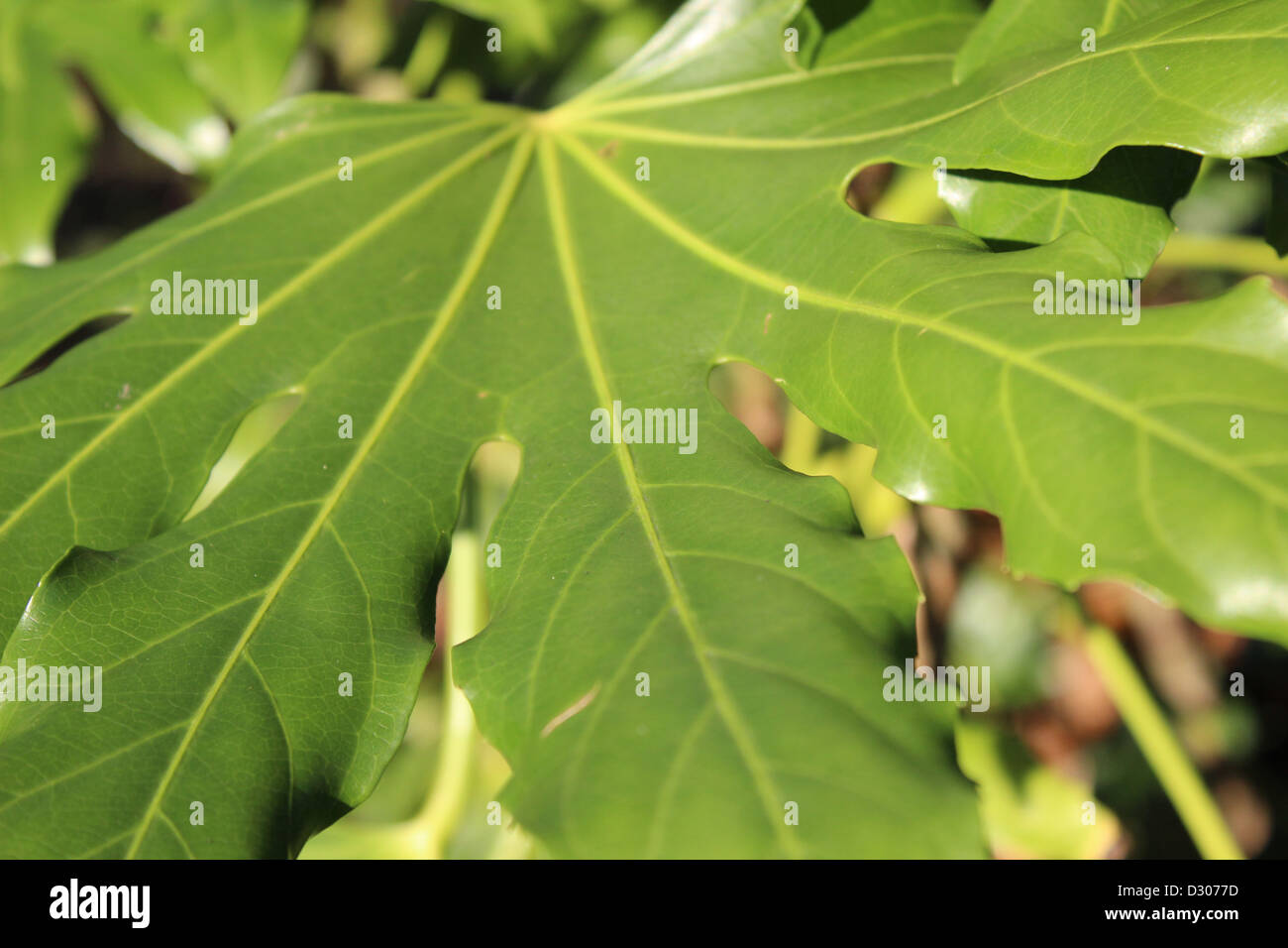 Picture of a bright green leaf taken in Riversley Park Stock Photo - Alamy