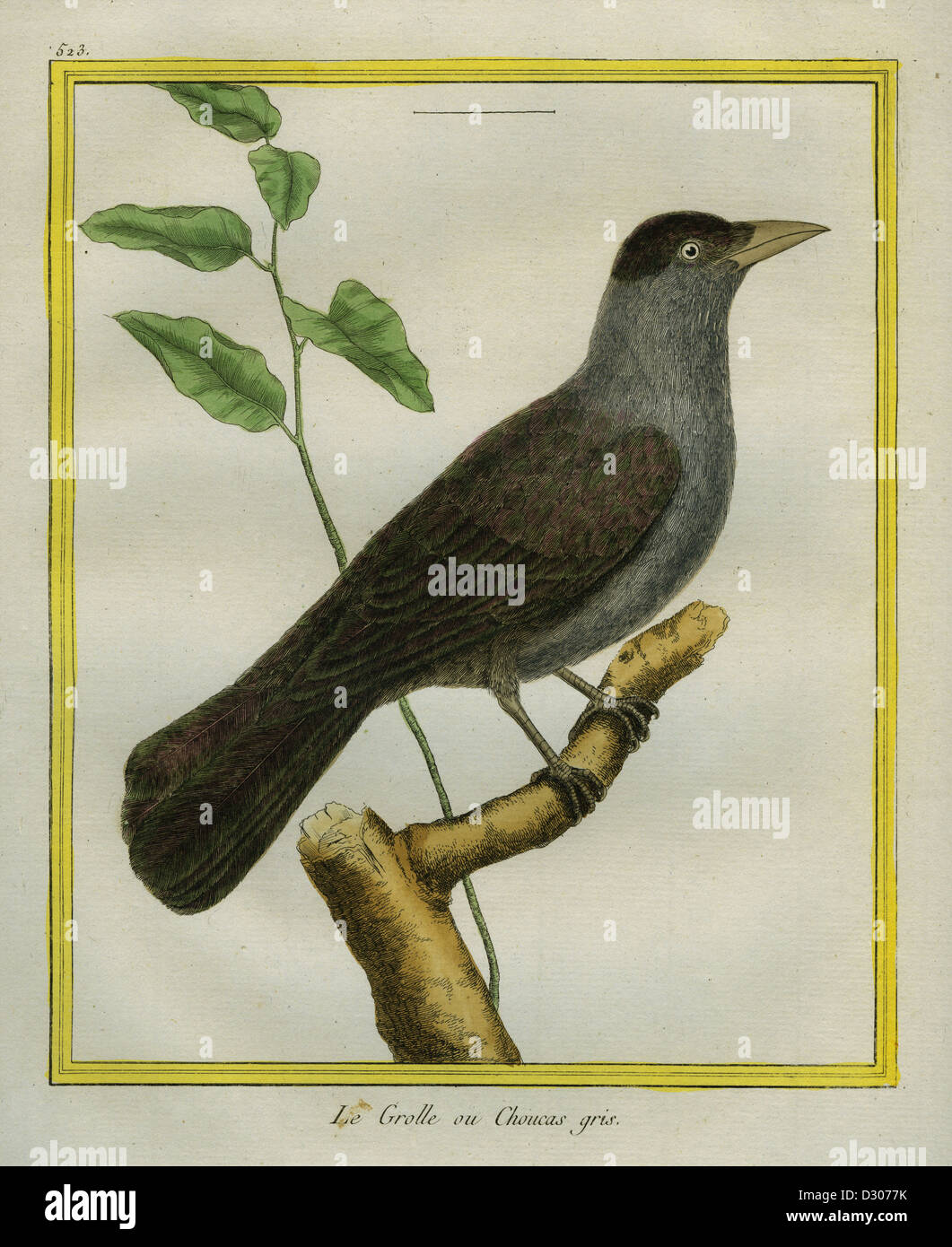 Jackdaw picture hi-res stock photography and images - Alamy