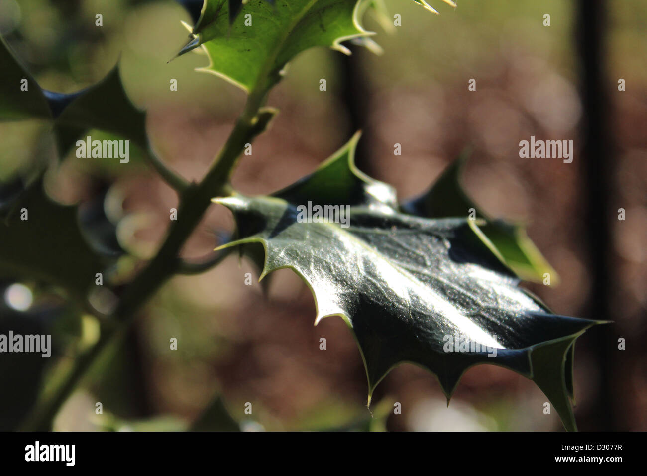 Holly leaf hi-res stock photography and images - Alamy