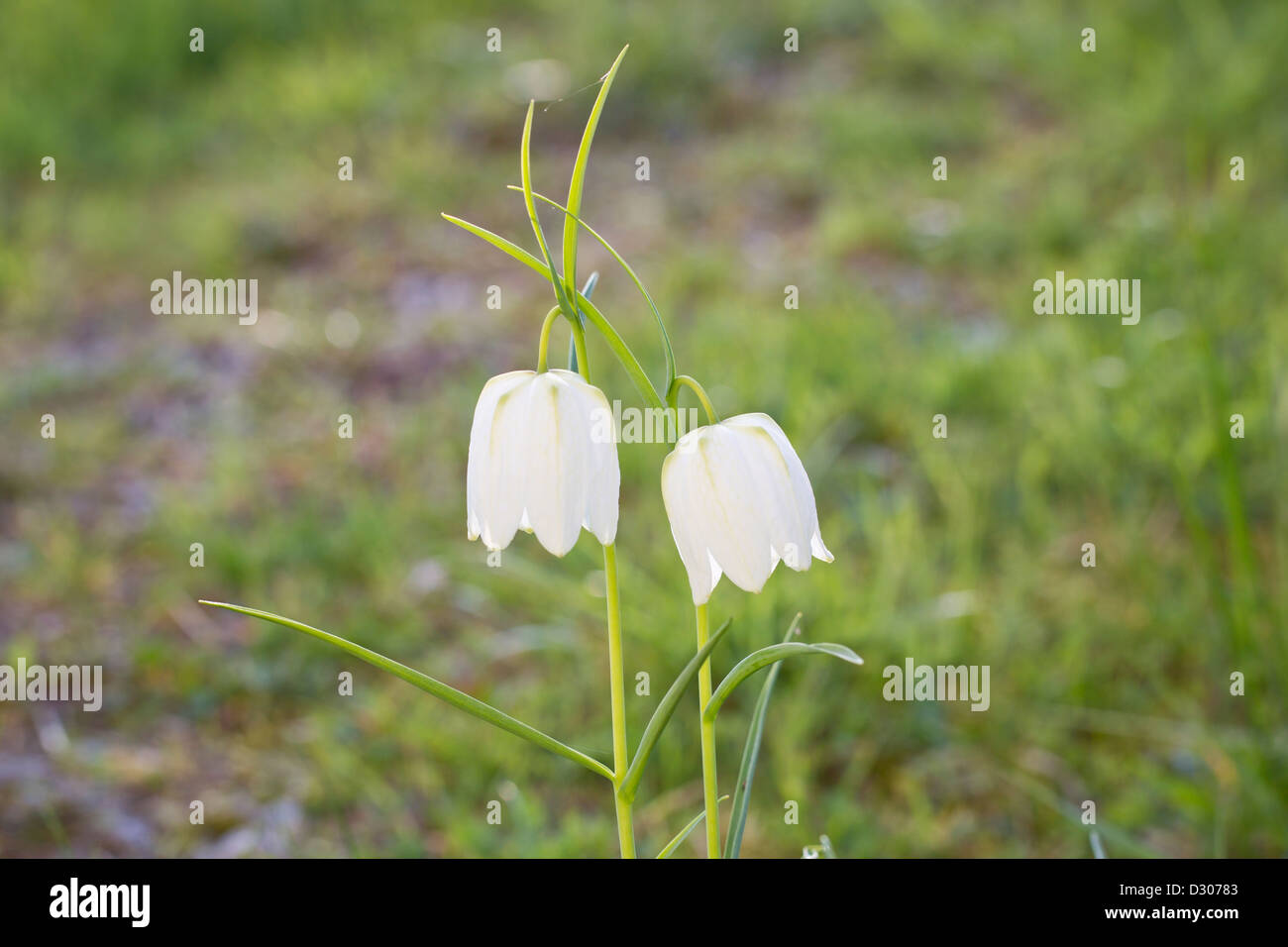 Kiebitzei Lazarus bell Schachbrettblume chess flower fritillaria ...