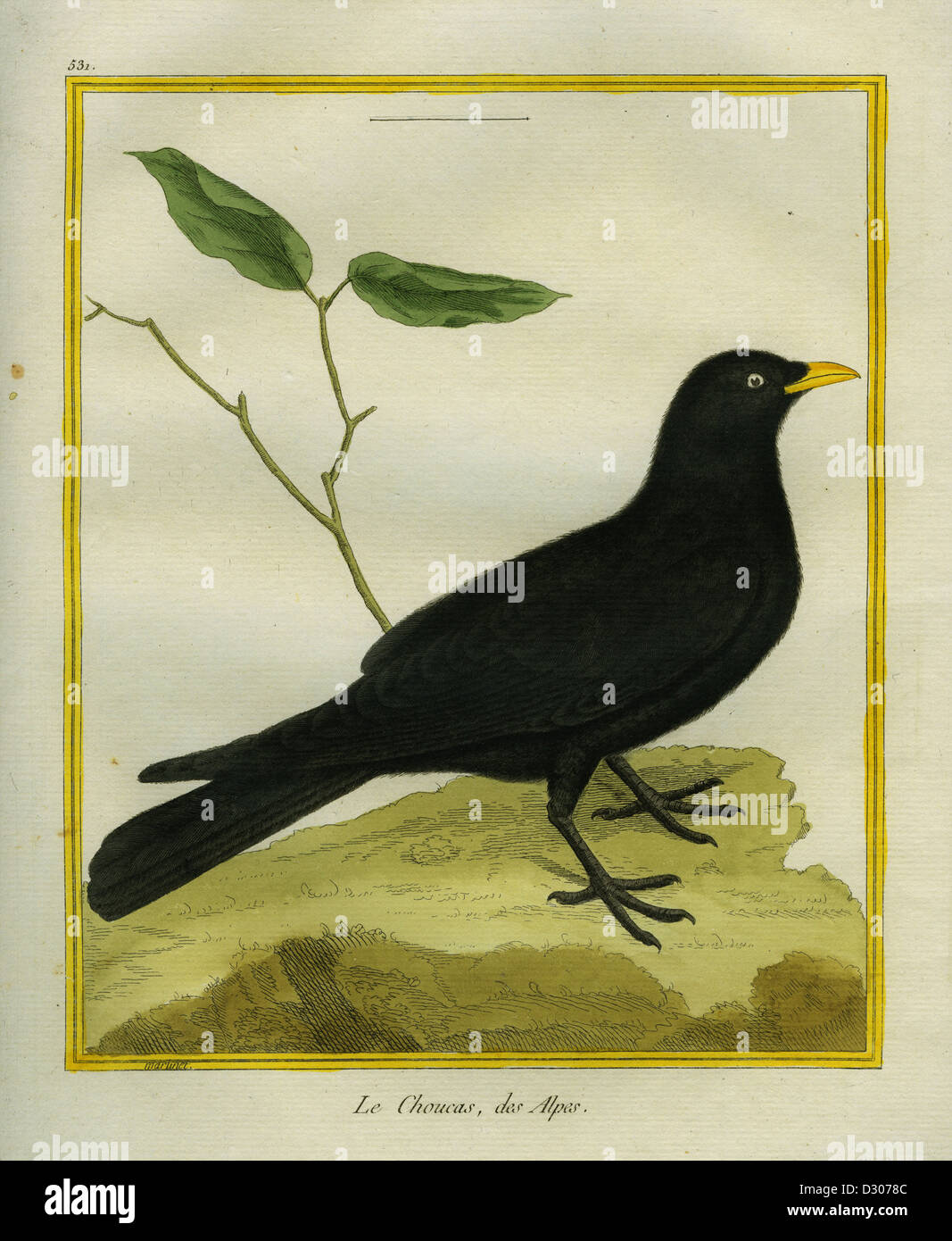 1770 1783 alpine chough hi-res stock photography and images - Alamy