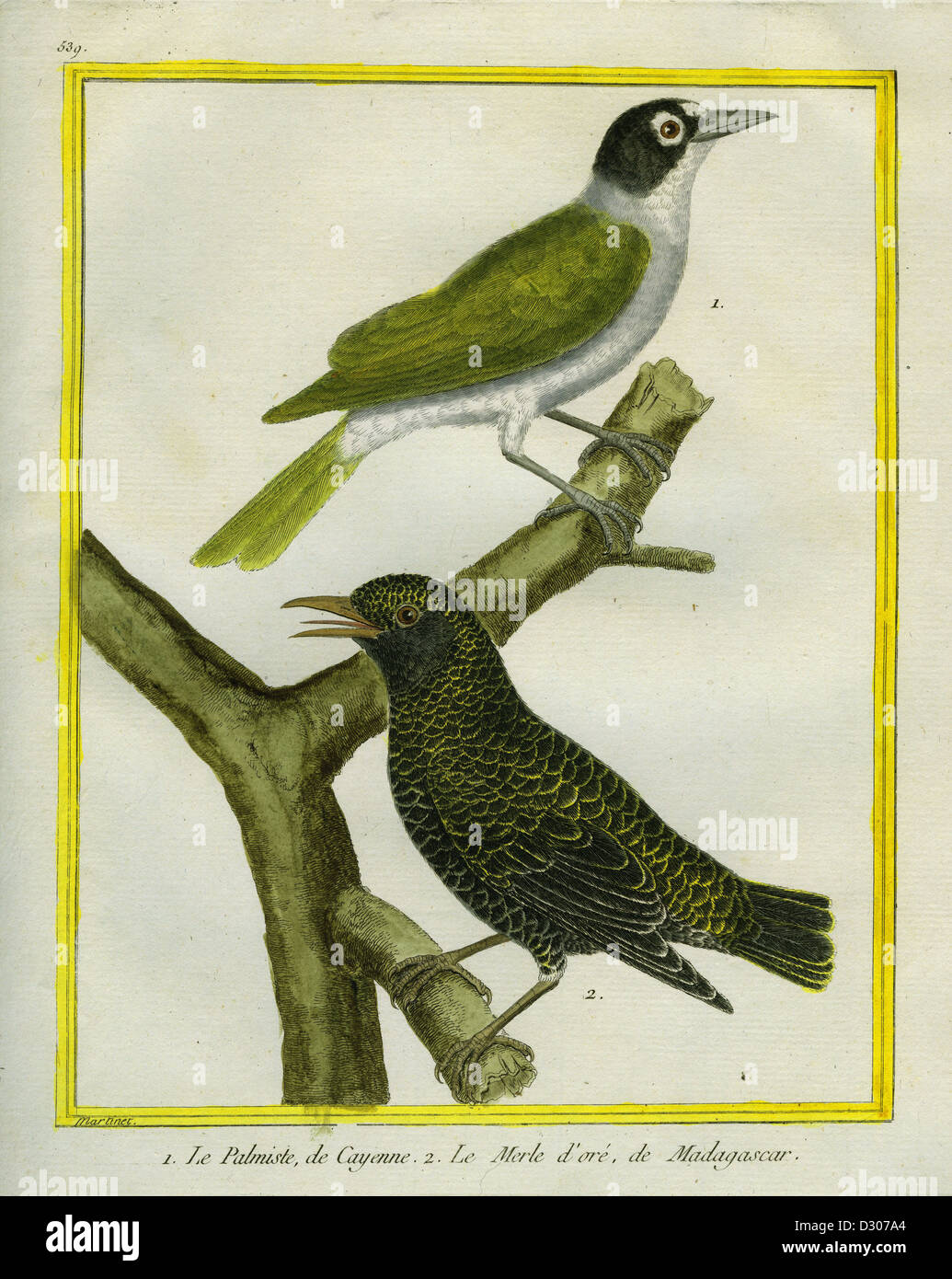 Palmchat and Eurasian Golden Oriole Stock Photo - Alamy