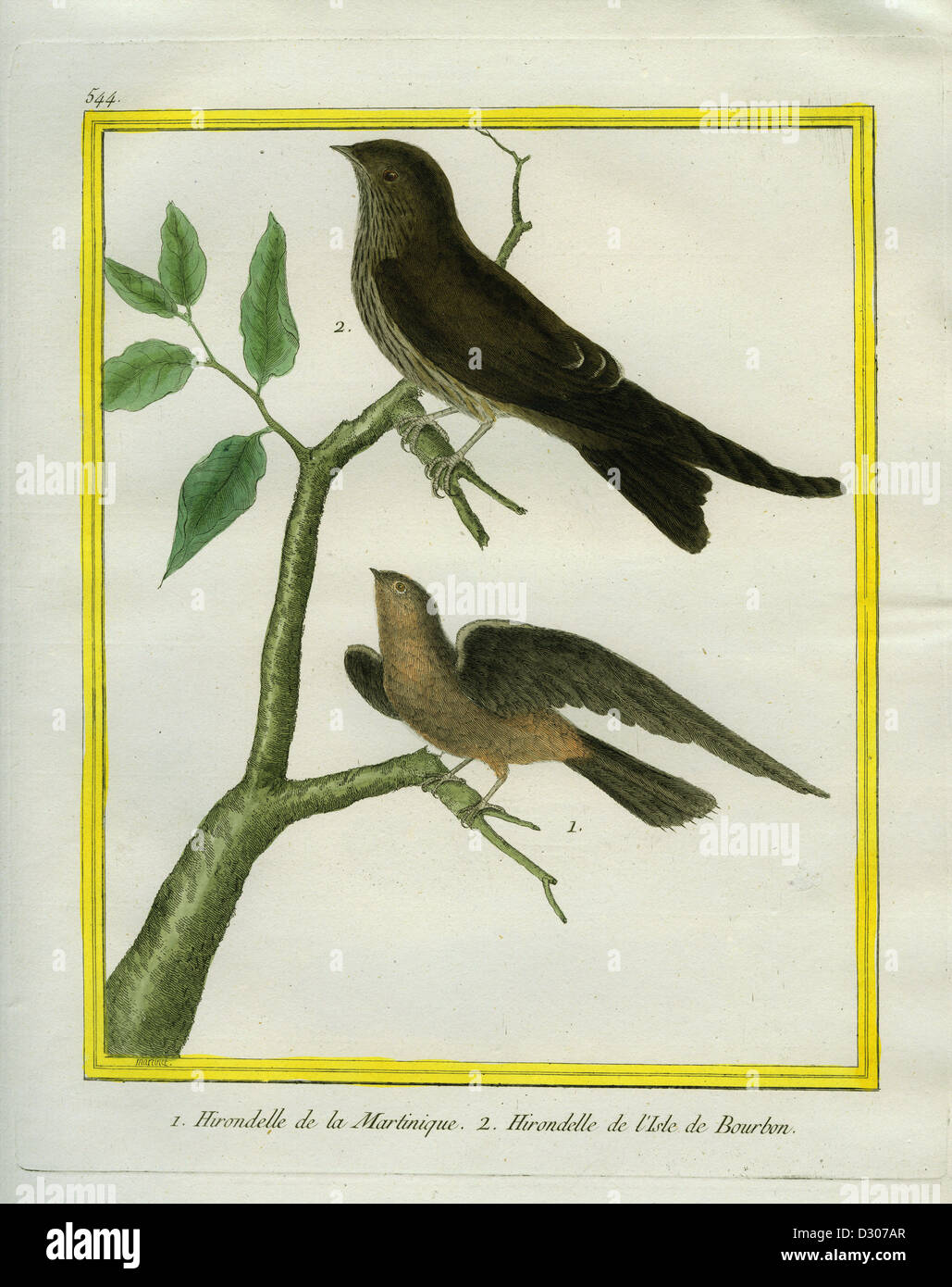 White bellied martin hi-res stock photography and images - Alamy