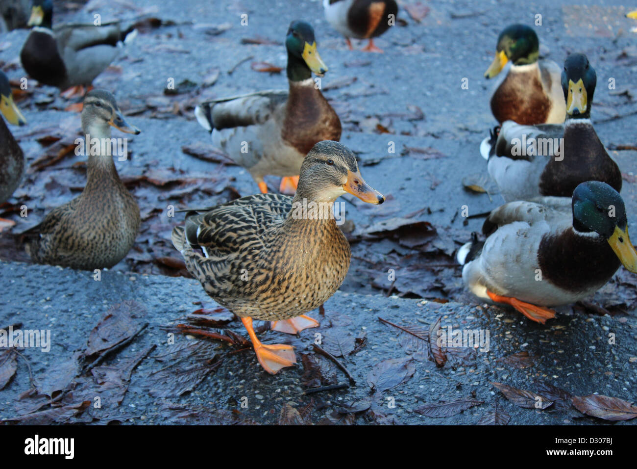 Hungry duck hi-res stock photography and images - Alamy
