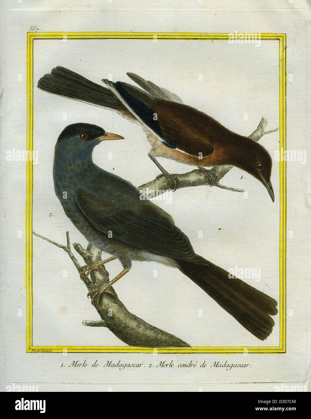 Male and Female Merlin from Madagascar Stock Photo - Alamy