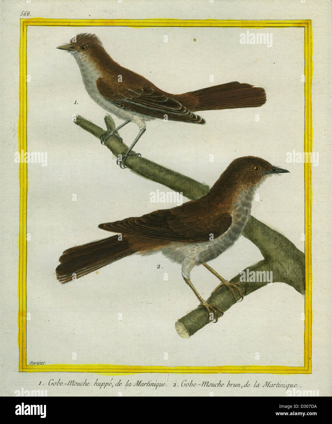 White-bellied Crested Flycatcher and Sumba Brown Flycatcher Stock Photo ...