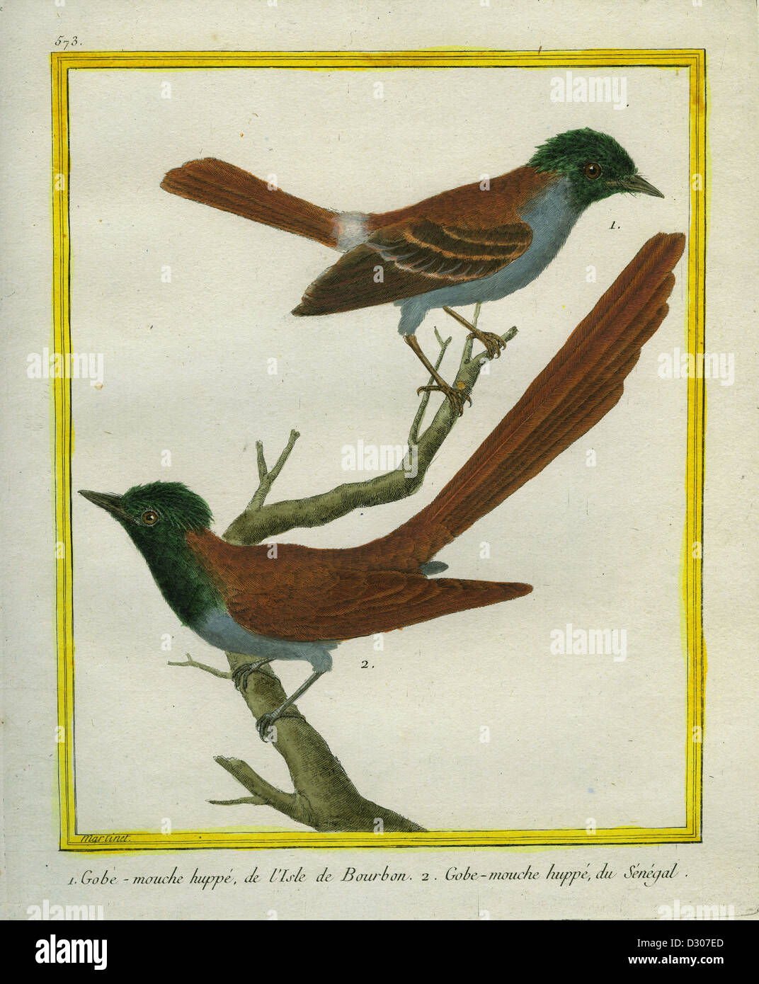 Malagasy Paradise Flycatcher and Blue-mantled Crested Flycatcher Stock ...