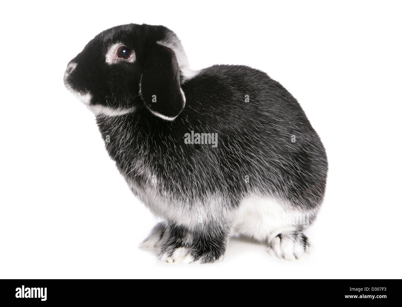 Black silver fox rabbit studio cutout Stock Photo - Alamy