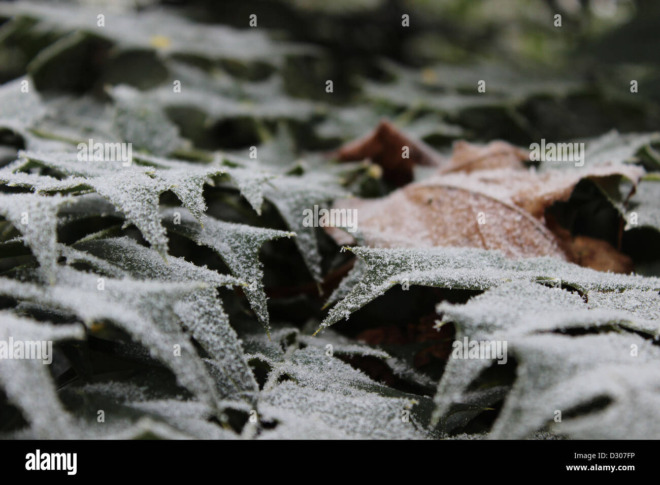 Leaves frosted over from the cold weather and all the snow we've had in ...