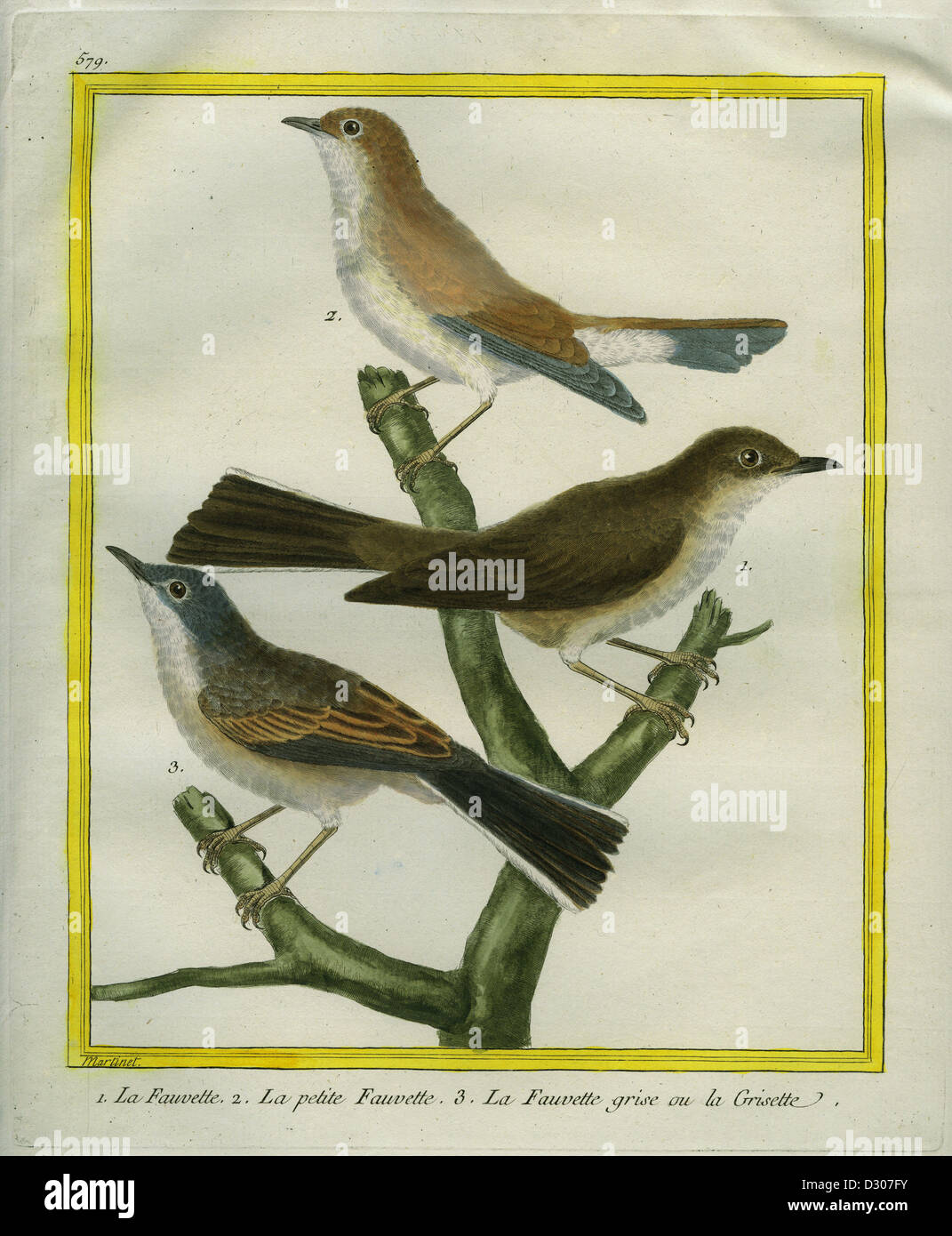 Warbler, Old World warbler and Grey Gerygone Stock Photo - Alamy