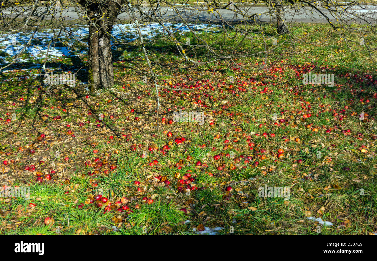 Rotten apple under tree hi-res stock photography and images - Alamy