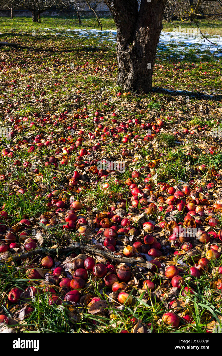 Windfall red apples under apple tree, Ariege, France Stock Photo - Alamy