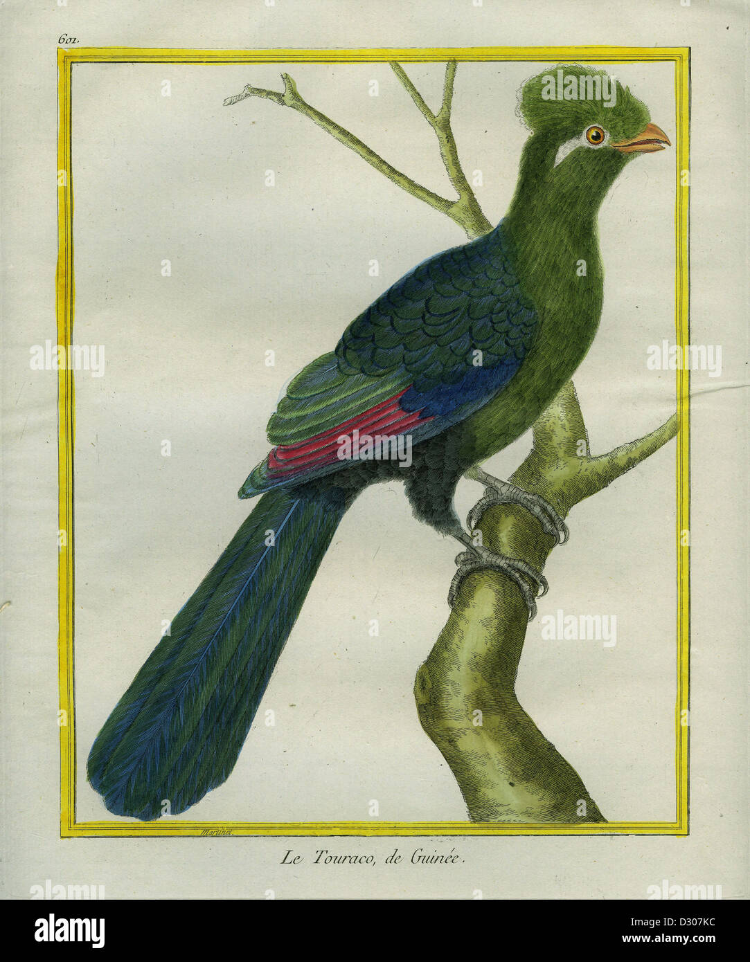 Guinea turaco tauraco persa hi-res stock photography and images - Alamy