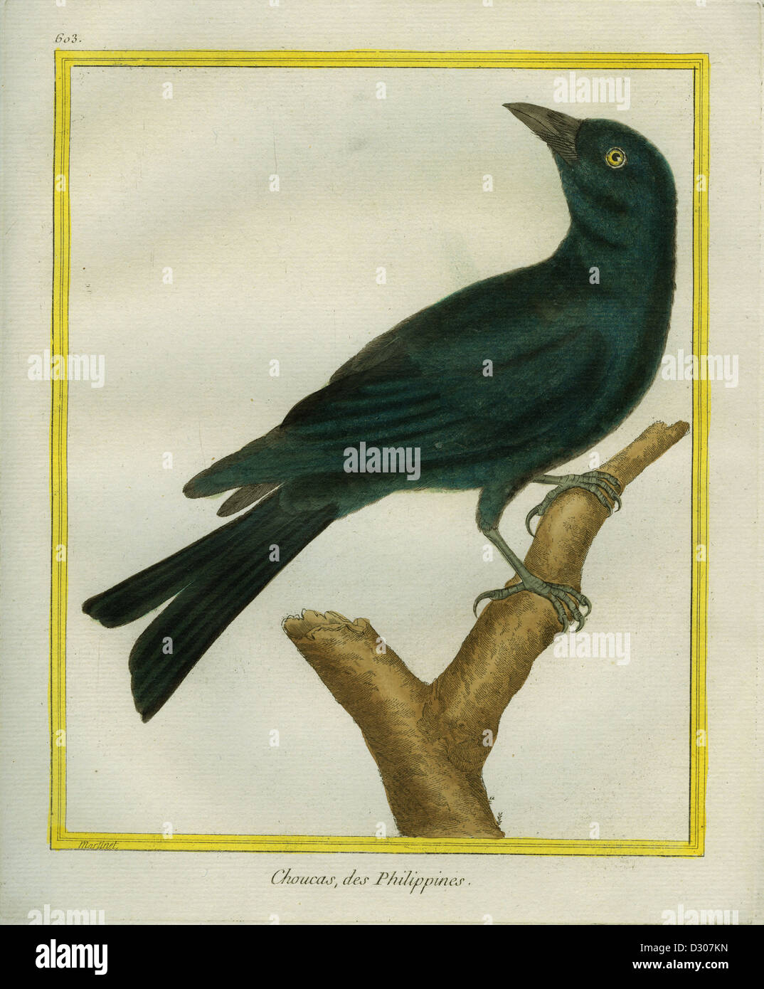 Jackdaw painting hi-res stock photography and images - Alamy