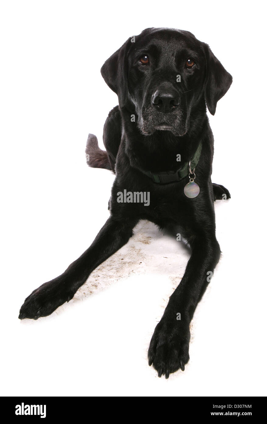 Black labrador retriever cutout hi-res stock photography and images - Alamy