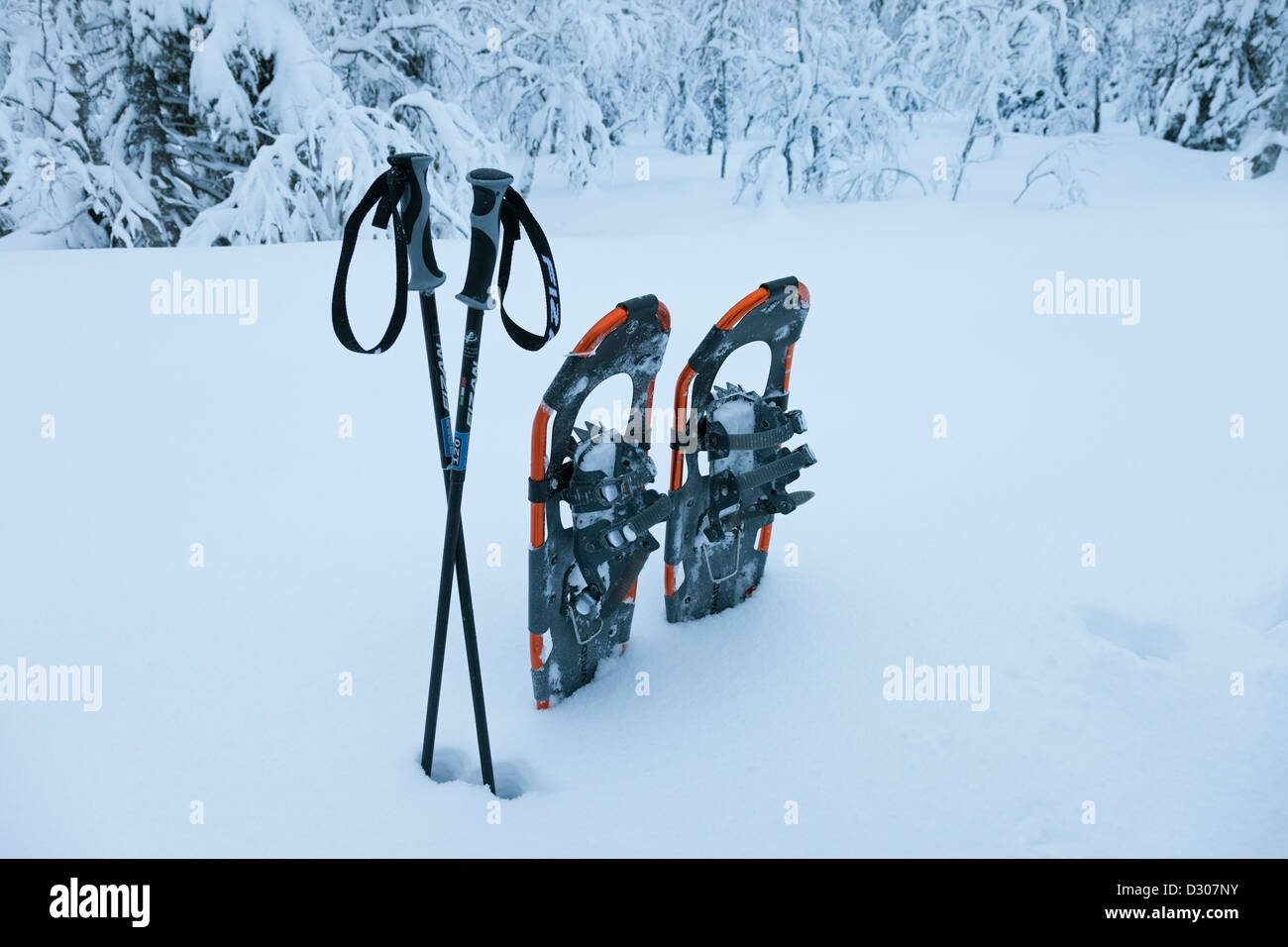 Snow Shoes and Poles Finnish Lapland, Finland Stock Photo - Alamy