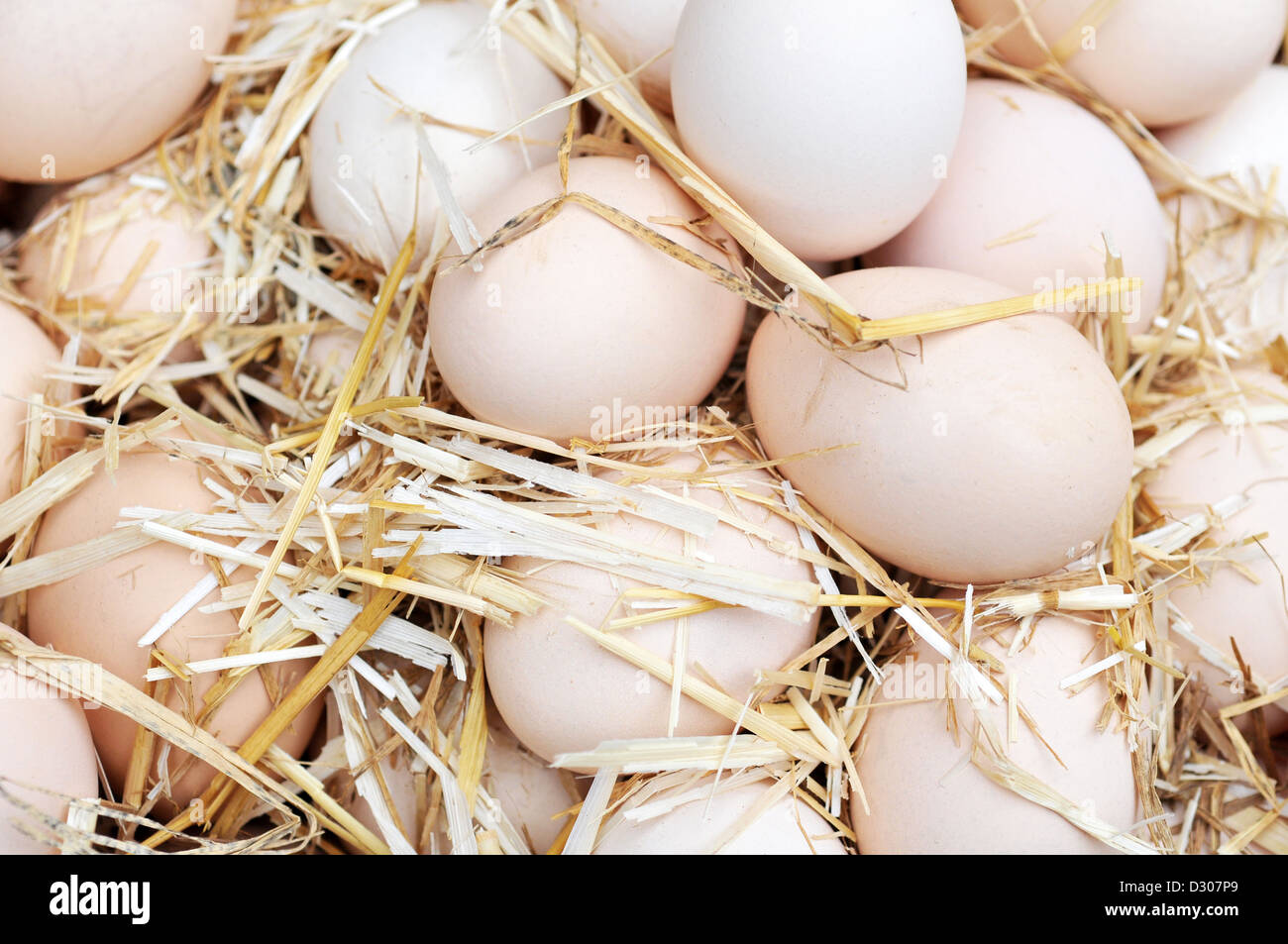 Animal with eggs hi-res stock photography and images - Alamy