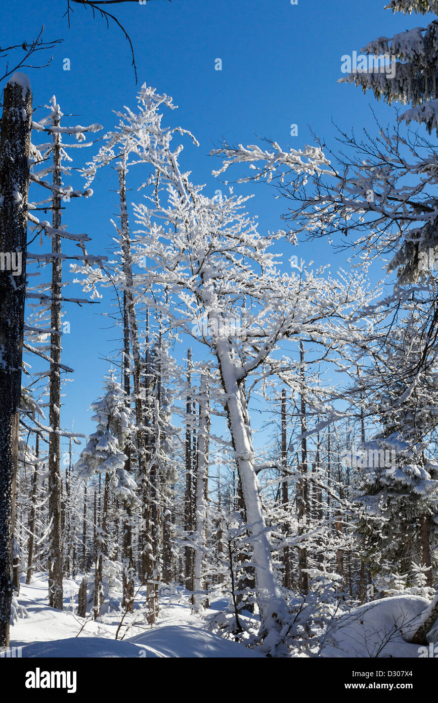 Dead winter tree hi-res stock photography and images - Alamy