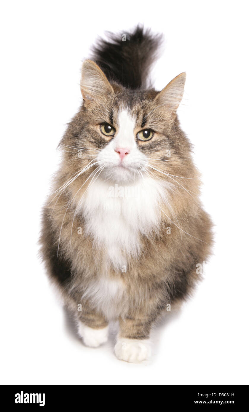 Pet cat studio cutout Stock Photo - Alamy