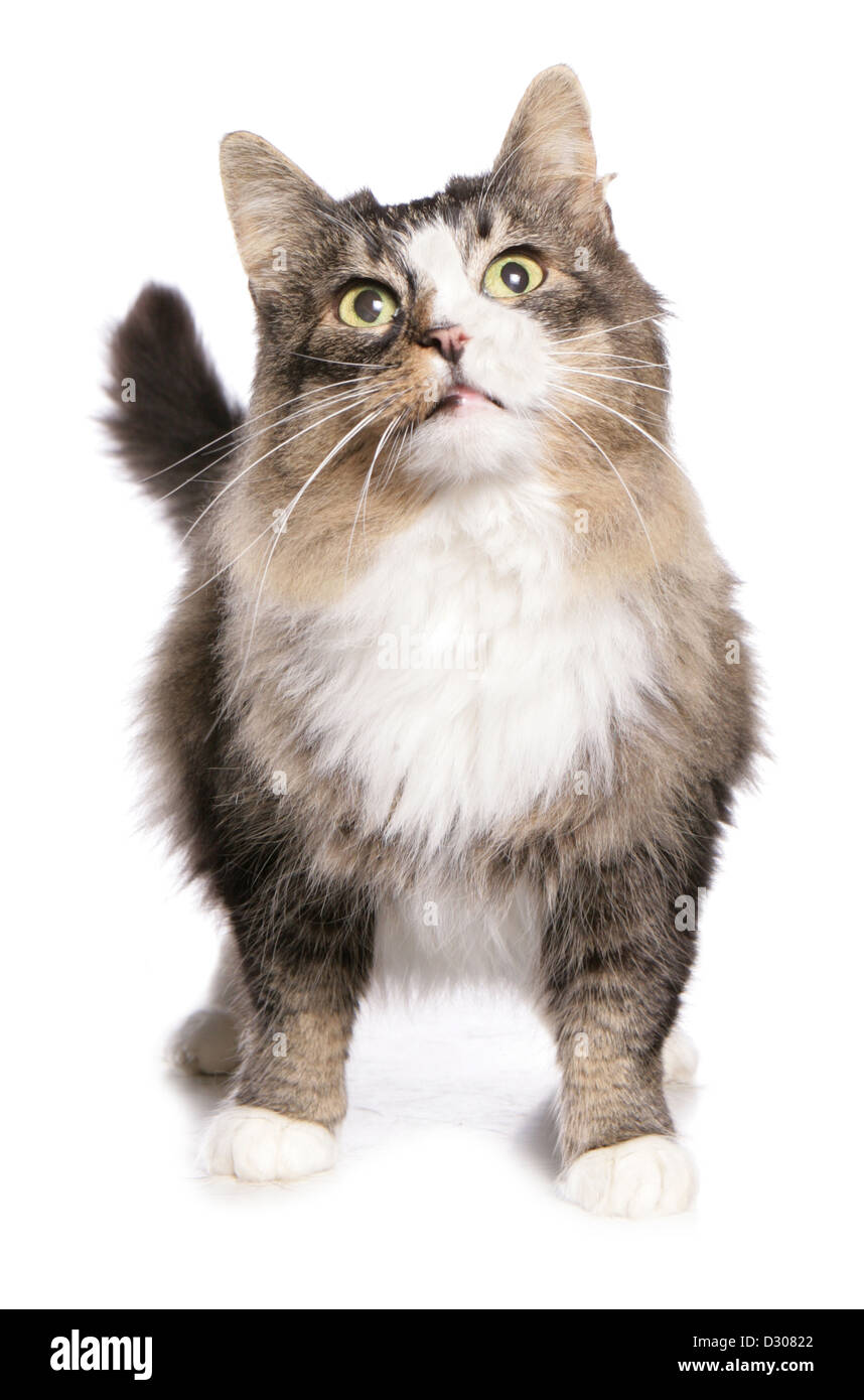 Pet cat studio cutout Stock Photo - Alamy