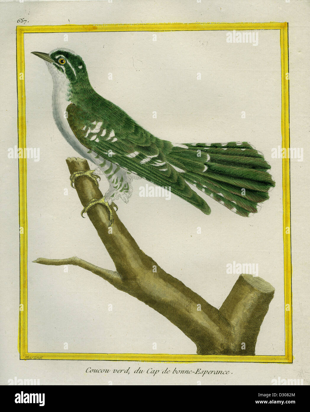 African Emerald Cuckoo High Resolution Stock Photography and Images - Alamy